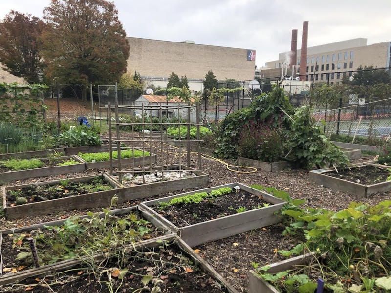 Club Feature: The AU community garden provides a space for students to ...