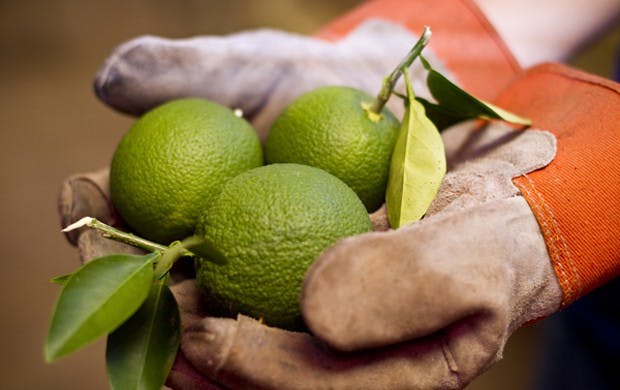 - The Arizona State Press