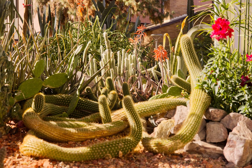 Cactuses on campus: Exploring the desert greenery around ASU - The ...