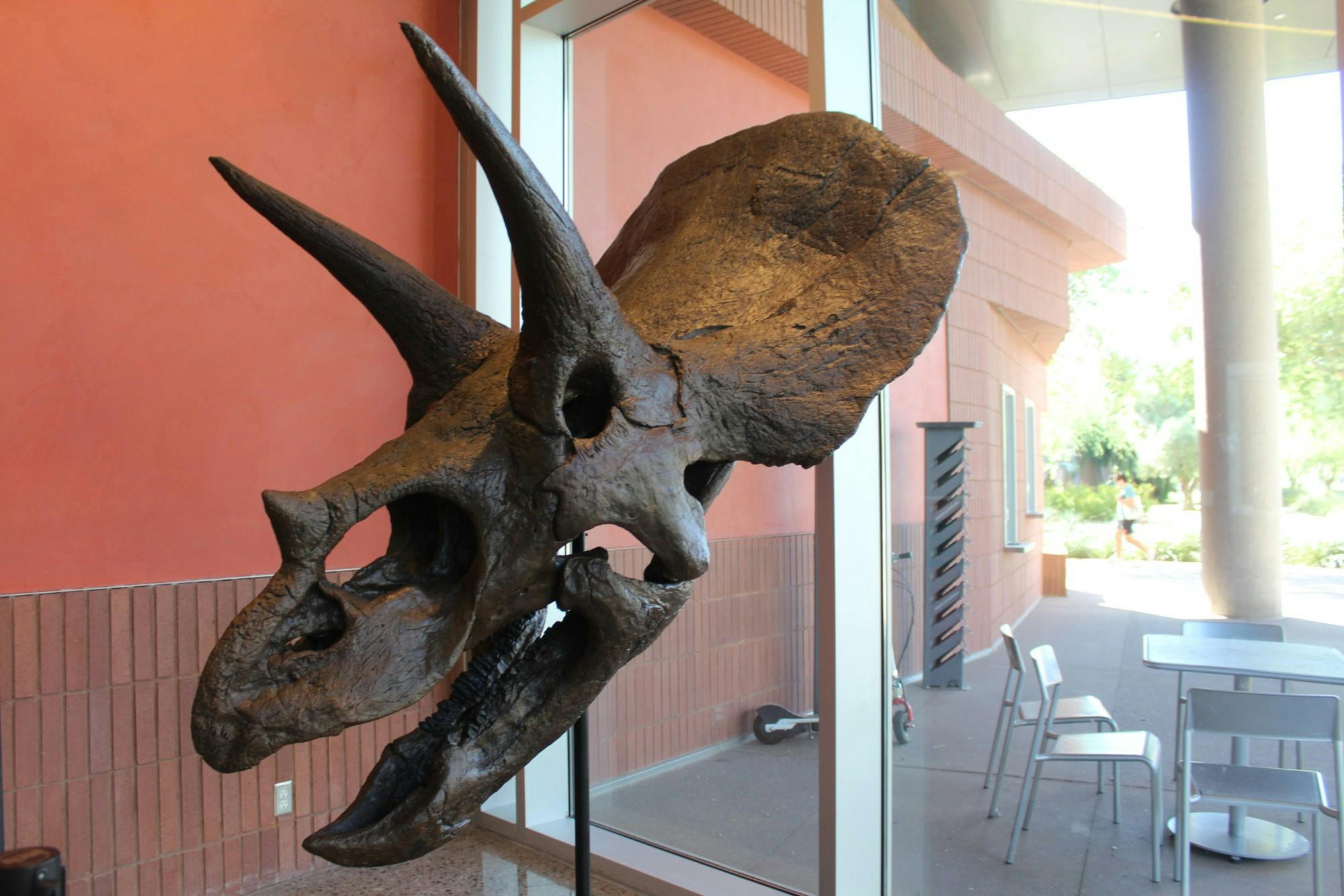 ASU's Triceratops and other fossil replicas tell the story of dinosaurs ...