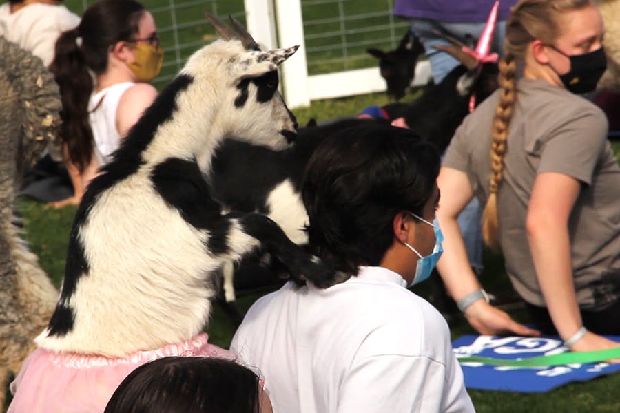 Video: Ever thought of relieving stress...with goats? - The Arizona ...