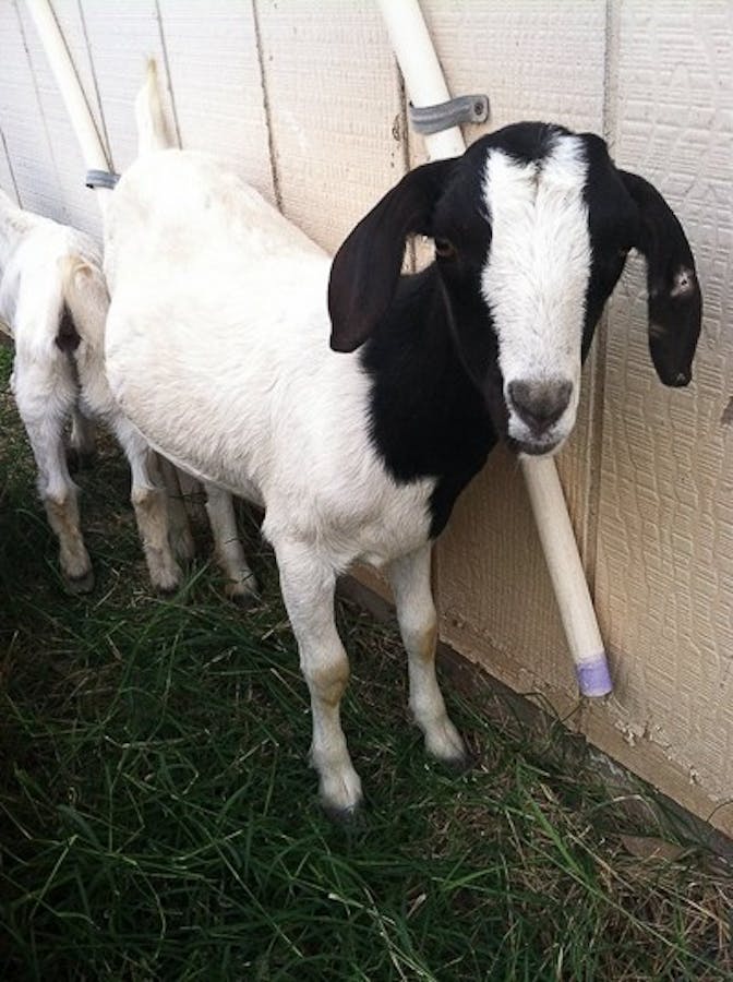 Goat slideshow - The Arizona State Press