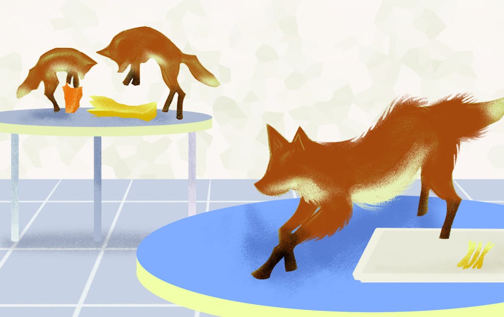 Three foxes found inside ASU Memorial Union - The Arizona State Press
