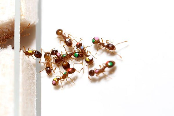 ASU researchers find similarities between ants, humans - The Arizona ...