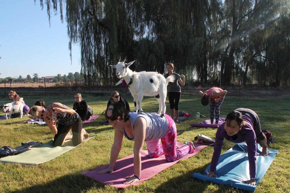 I kid you not: ASU alumna starts goat yoga in Gilbert - The Arizona ...