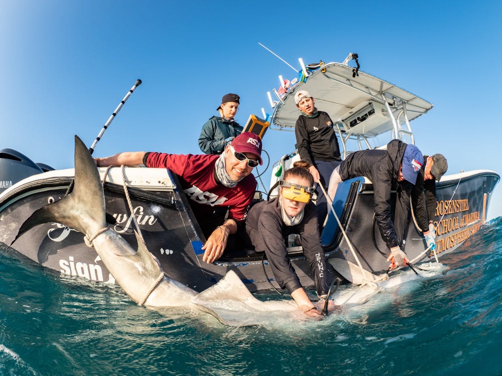 A Signal in the Ocean: Tracking tomorrow’s tiger sharks - The Arizona ...