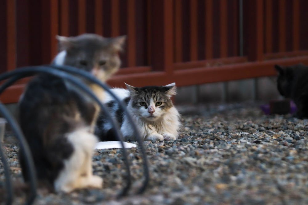 Tempe's large population of feral cats have made ASU their home - The ...