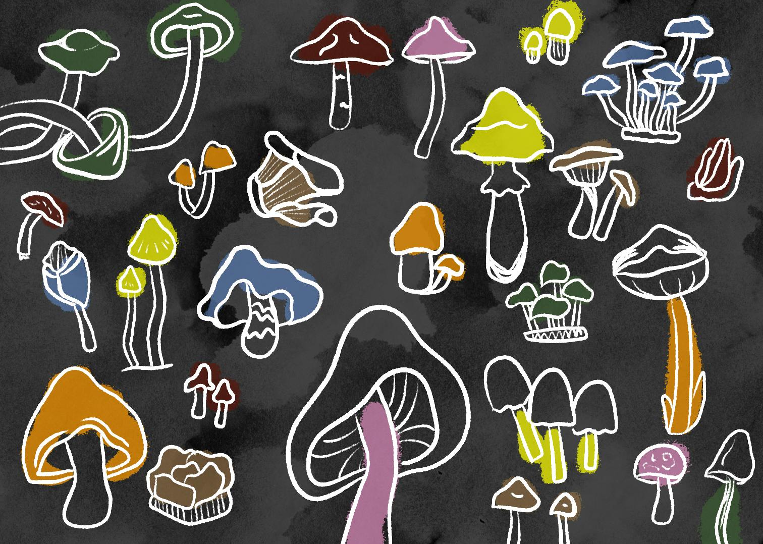 The Shroom Society at ASU looks to educate students on fungi - The ...
