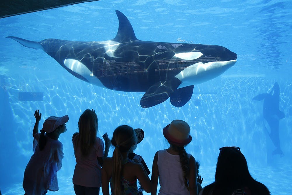 SeaWorld protest a real 'Jackass' move - The Arizona State Press