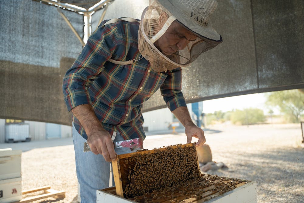 Video: The ASU Bee Lab produces more than just honey - The Arizona ...