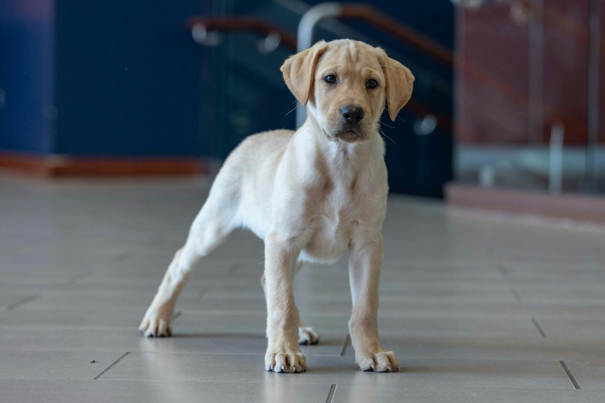 Canine Performance Sciences: Follow the pawprints of canine detection ...