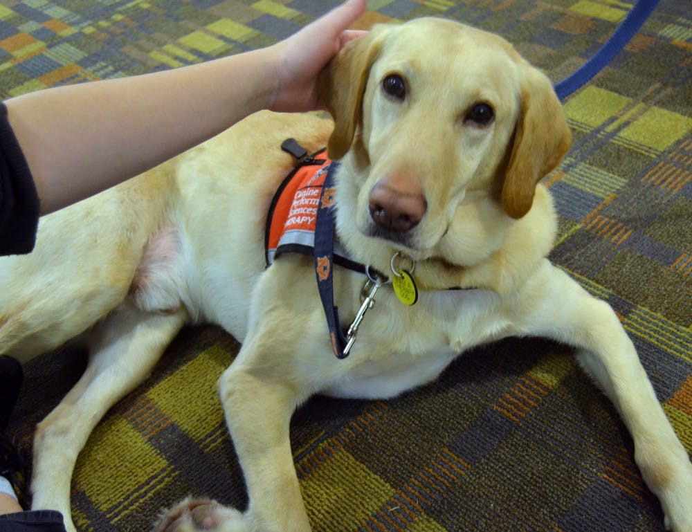 Detection Dogs Retrain To Help With Therapy Sessions The Auburn Plainsman Detection Dogs Retrain To Help With Therapy Sessions The Auburn Plainsman