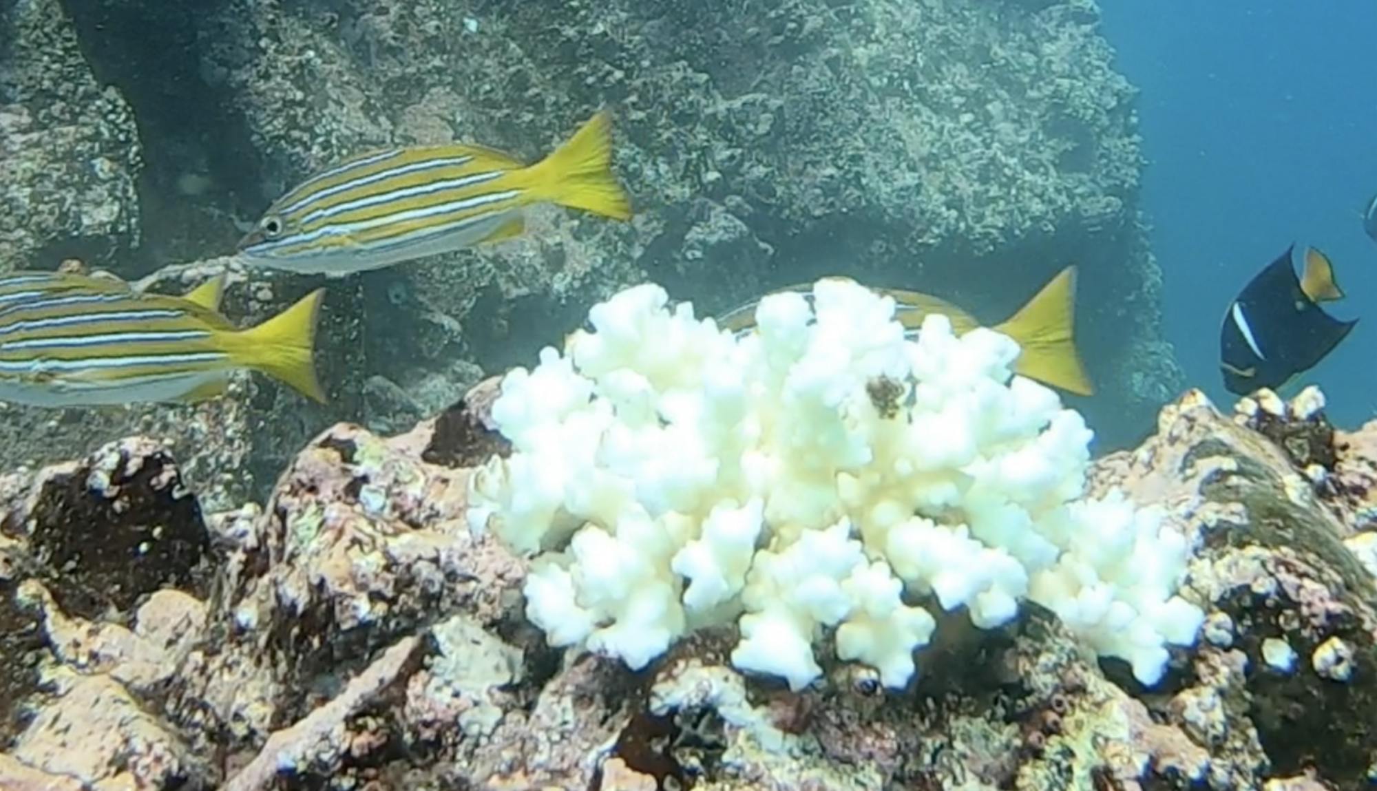 The Brown Daily Herald