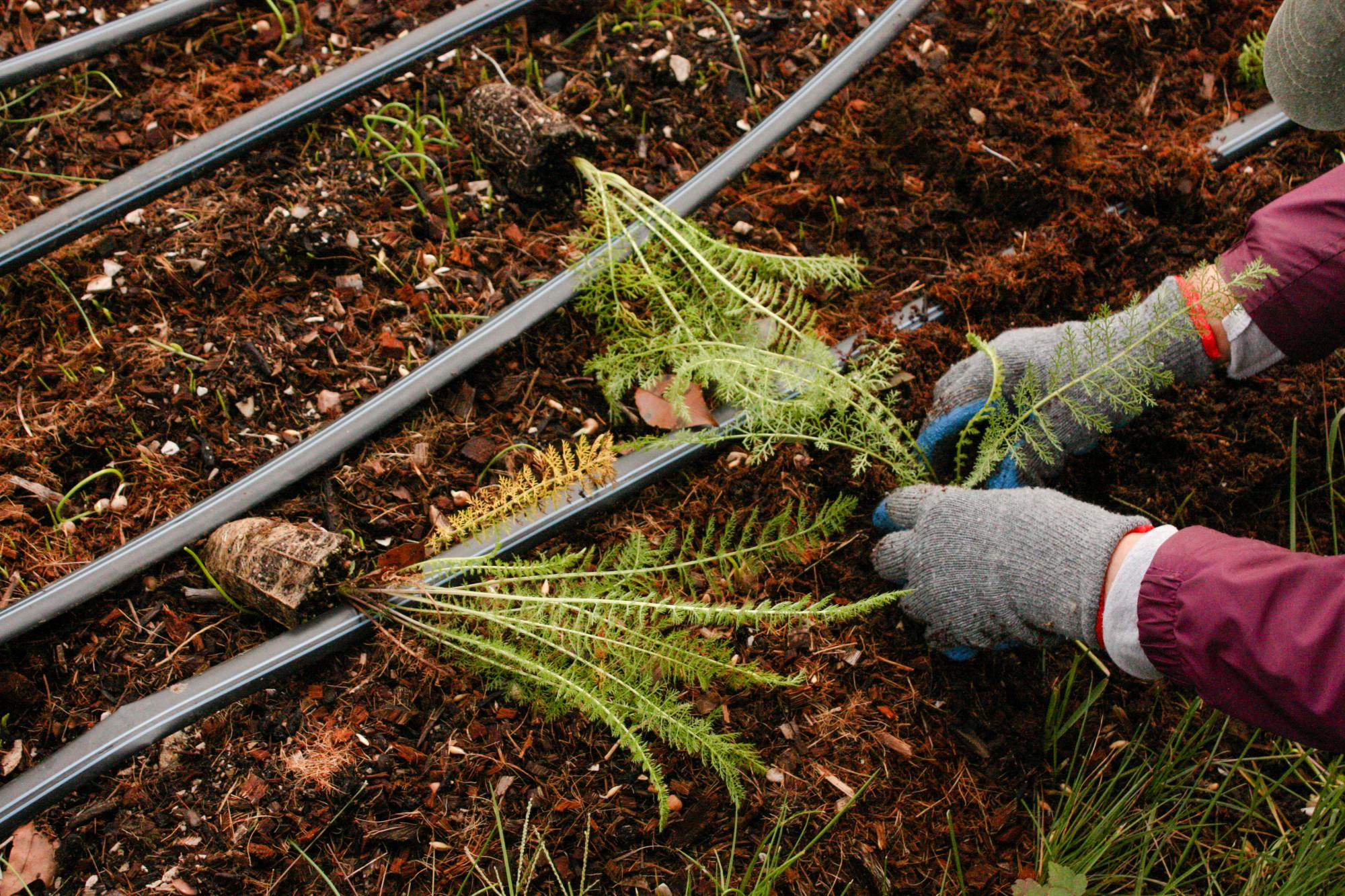 ‘Let nature heal’: ReSeeding RI amplifies number of native species in ...