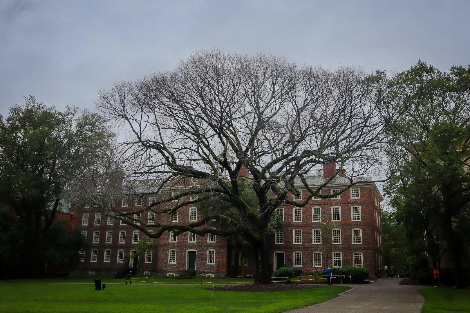 Why did Brown agree to consider divestment? A tree on the Main Green ...