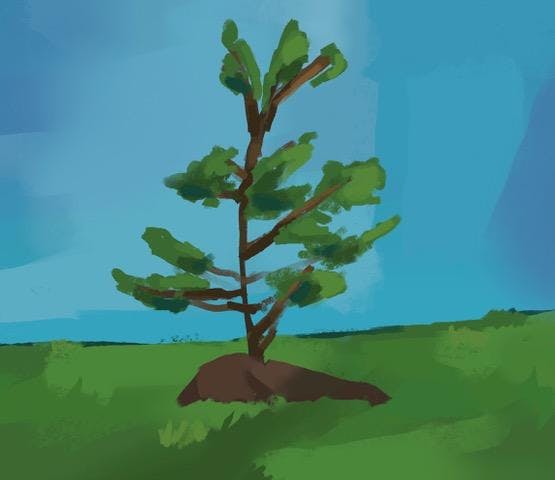 Sprucing up Rhode Island: RIDEM gives away over 2000 free trees - The ...