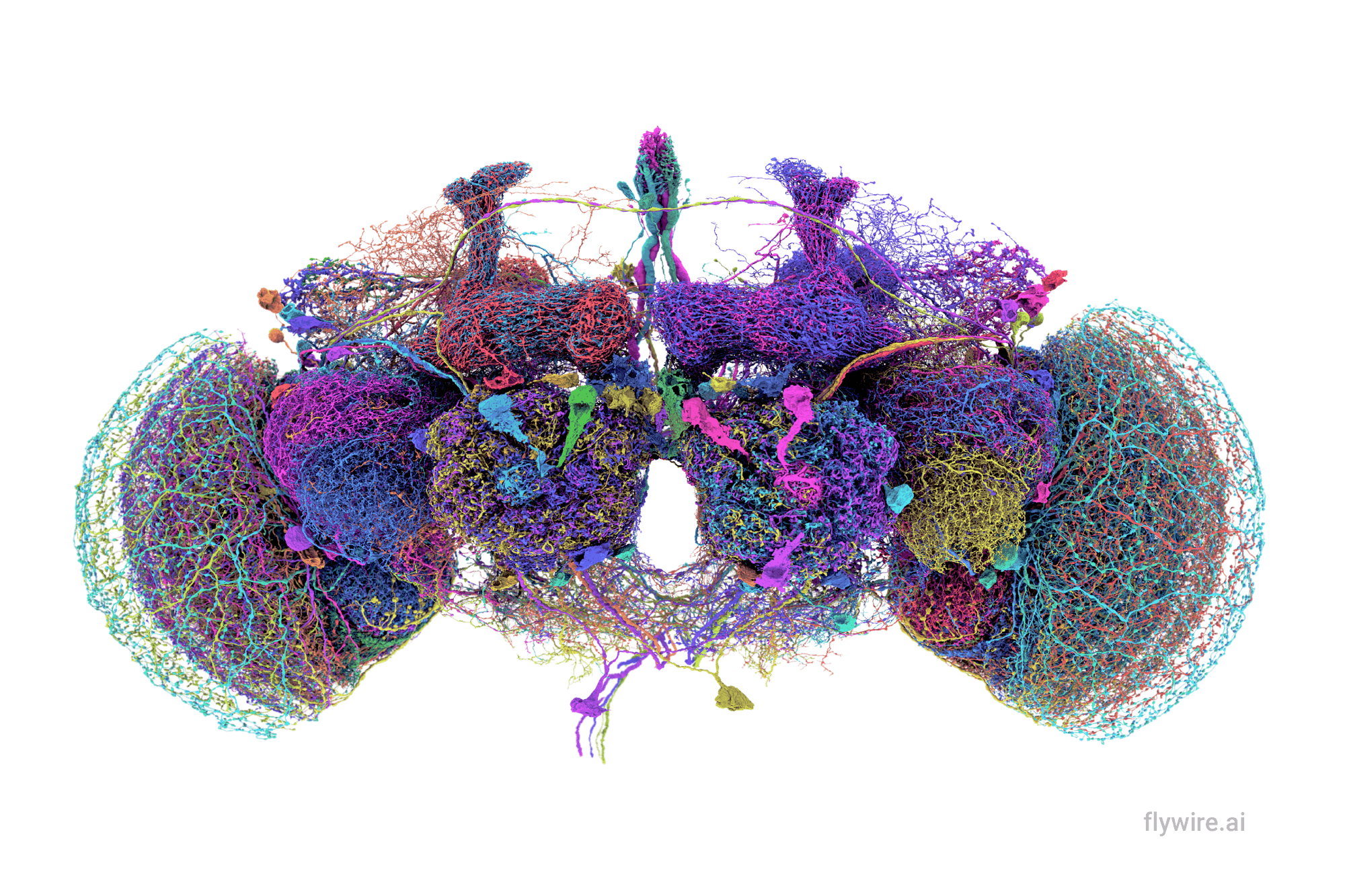 Complete map of fly brain provides a fruitful resource for ...