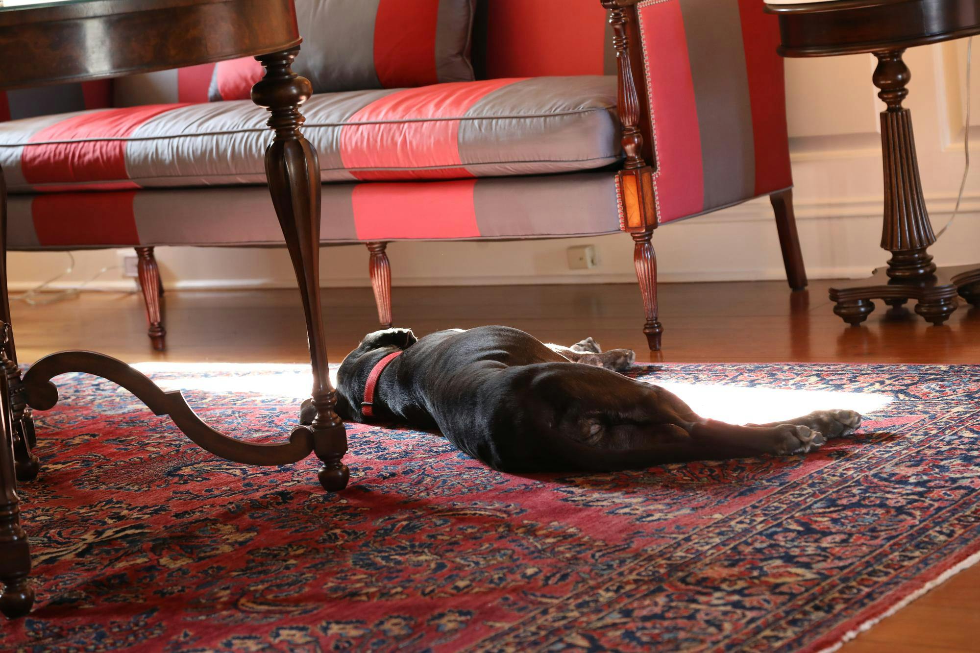 Presidential pets: A look inside Ball State University's Bracken House ...