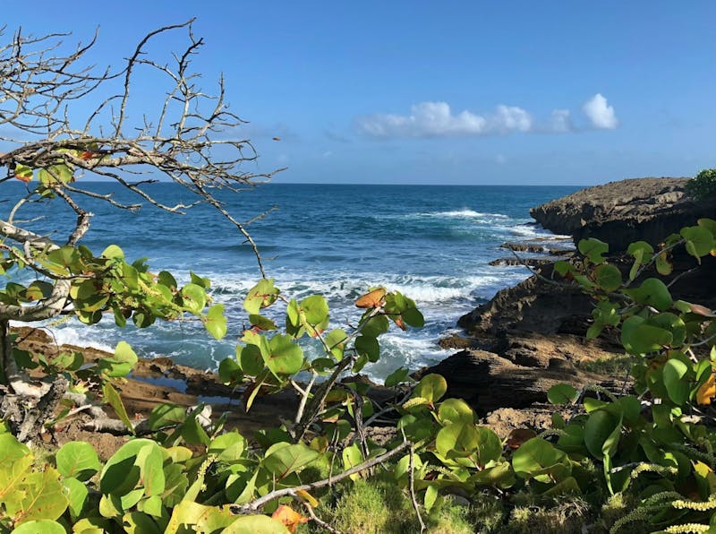 Buying or Selling in Dorado, PR? Here’s How to Choose the Right Realtor ...