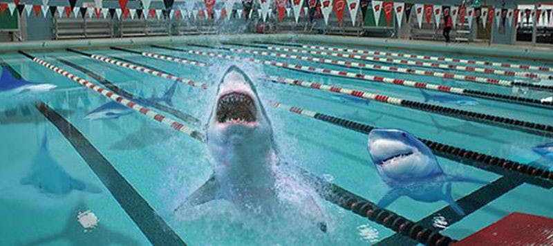Sharks in the Pool - The Daily Cardinal