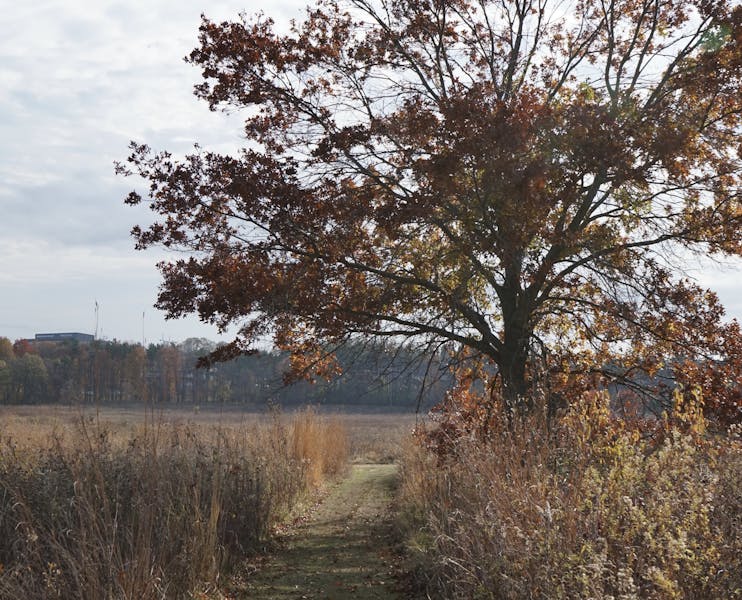 Madison is feeling the effects of climate change - The Daily Cardinal