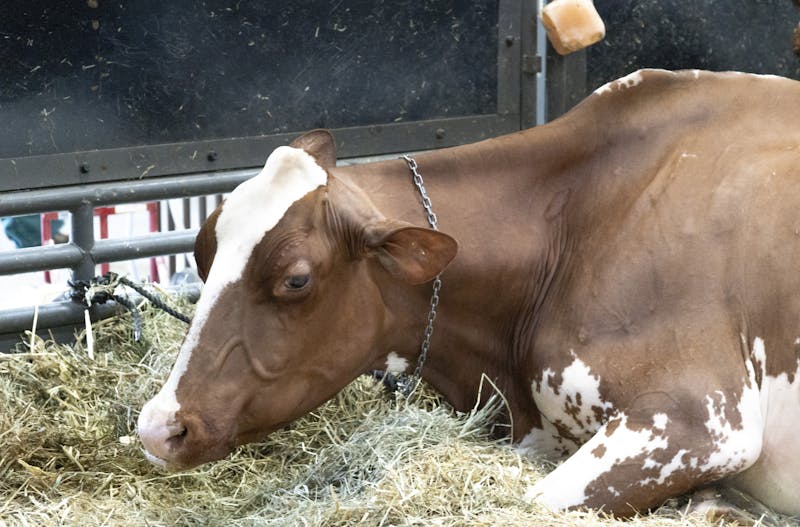 Wisconsin dairy farmers give students opportunity to ‘Adopt a Cow ...