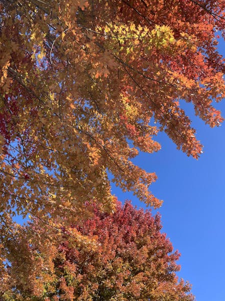 Why do leaves change colors in the fall? - The Daily Cardinal