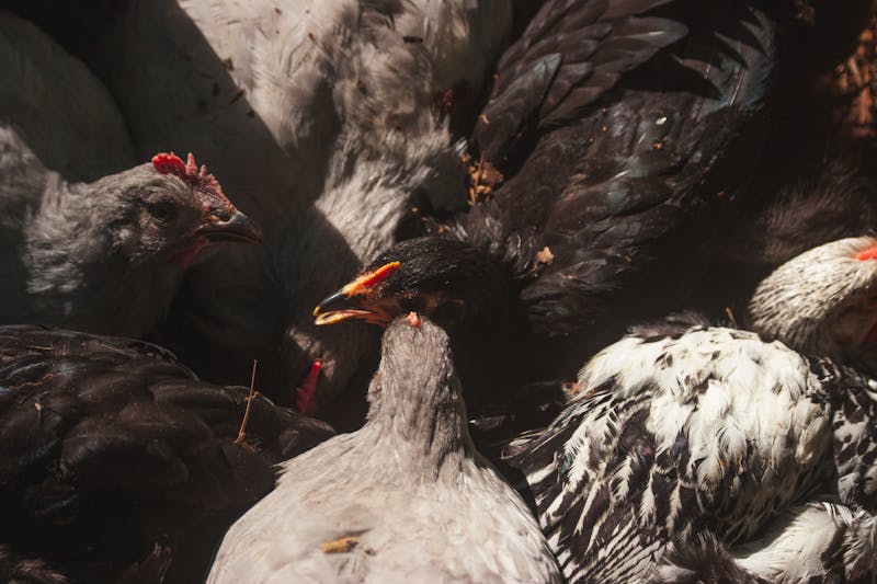 Though threat is low, agencies monitor bird flu in Wisconsin as cases ...