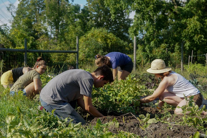 Student-Run Farm CSA and Harvest Festival Celebrate Locally Grown Food ...