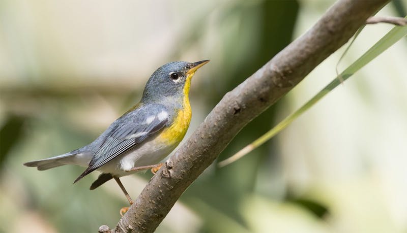 Global Big Day: 24-Hour Extreme Birding Event to Take Place May 4 - The ...