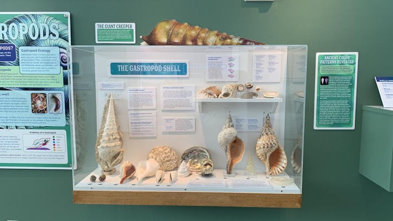 The Secret World of Shells: Museum of the Earth Opens Mollusk Exhibit ...