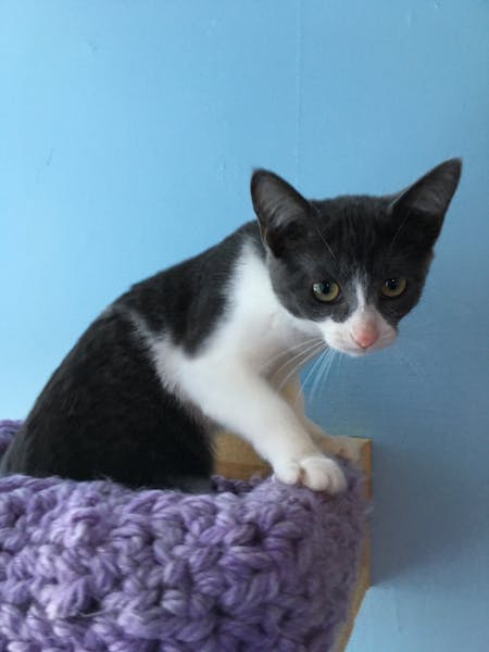 The Cat’s Out of the Bag: Ithaca’s First Cat Cafe - The Cornell Daily Sun