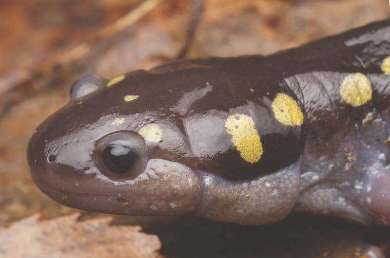 Salamander Migration Season Marks the Beginning of Spring - The Cornell ...