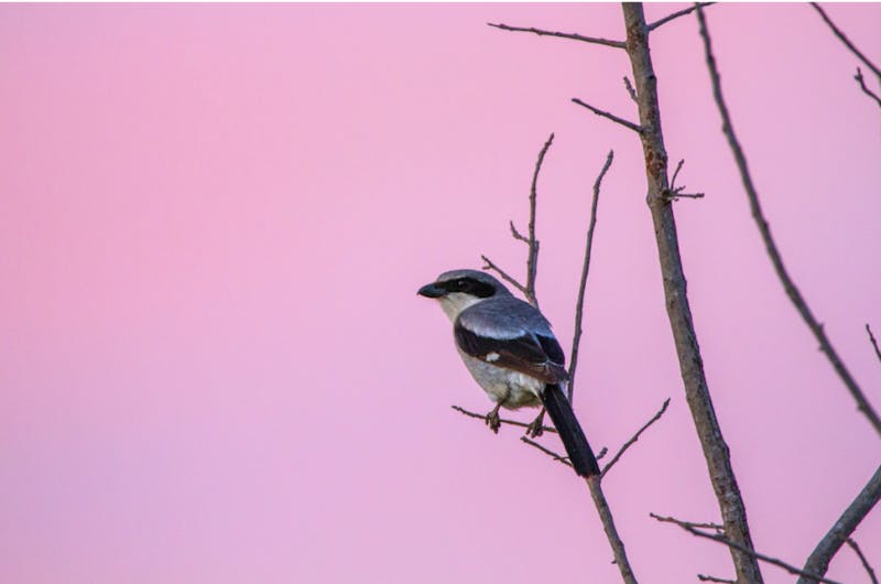 With Nearly 3 Billion Birds Gone Since 1970, Cornell Lab of Ornithology ...