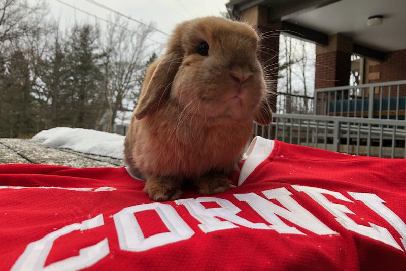 How an Emotional Support Bunny Hopped into Cornell Instagram Fame - The ...