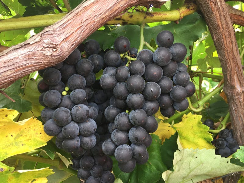 Cornell Lab’s Newest Grape Variety Boasts Size, Robustness and Flavor ...