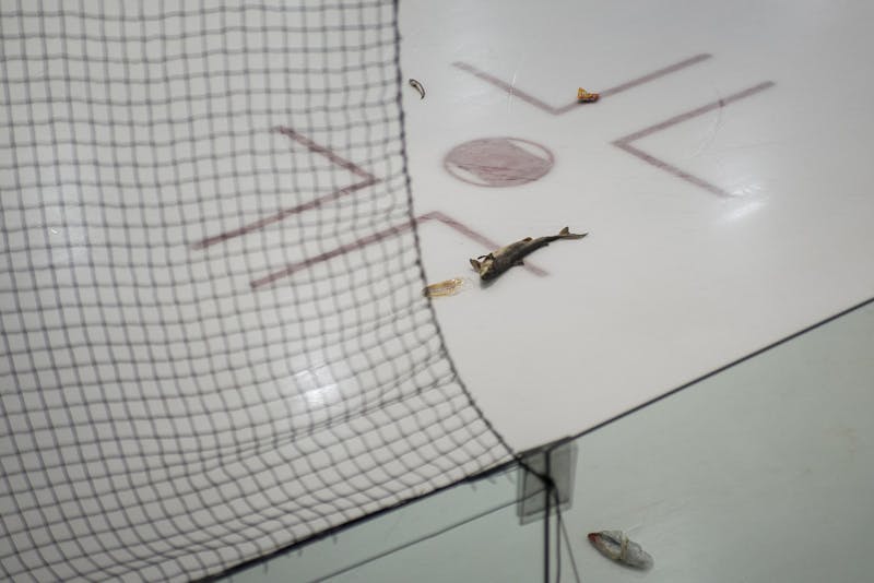 Inside the Fish-Throwing Tradition at Lynah Rink - The Cornell Daily Sun
