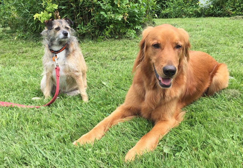Cornell Vet School Researchers Publish Largest Ever Study of Dog ...