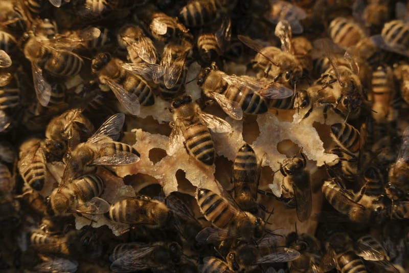 Behind Bees’ Buzzing Behavior: Prof. Thomas Seeley Talks New Book at ...