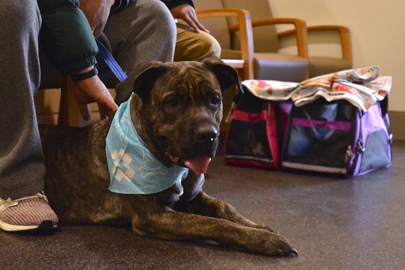 Penn Vet study reveals trained dogs can detect canine cancer - The ...