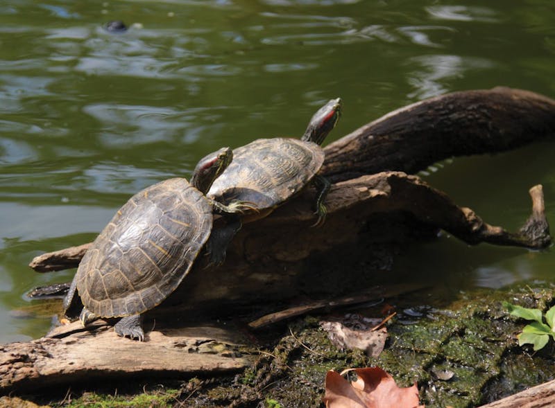 BioPond turtles to be saved, relocated in restoration process | The ...