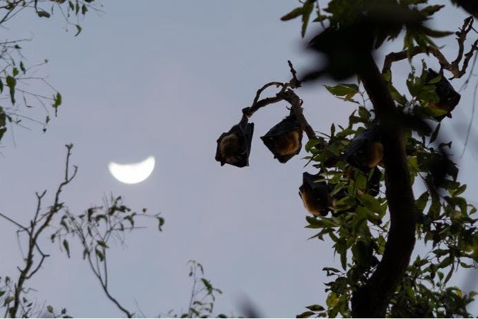 How do Australian Flying Foxes compare to Blue Devil Baseball and ...