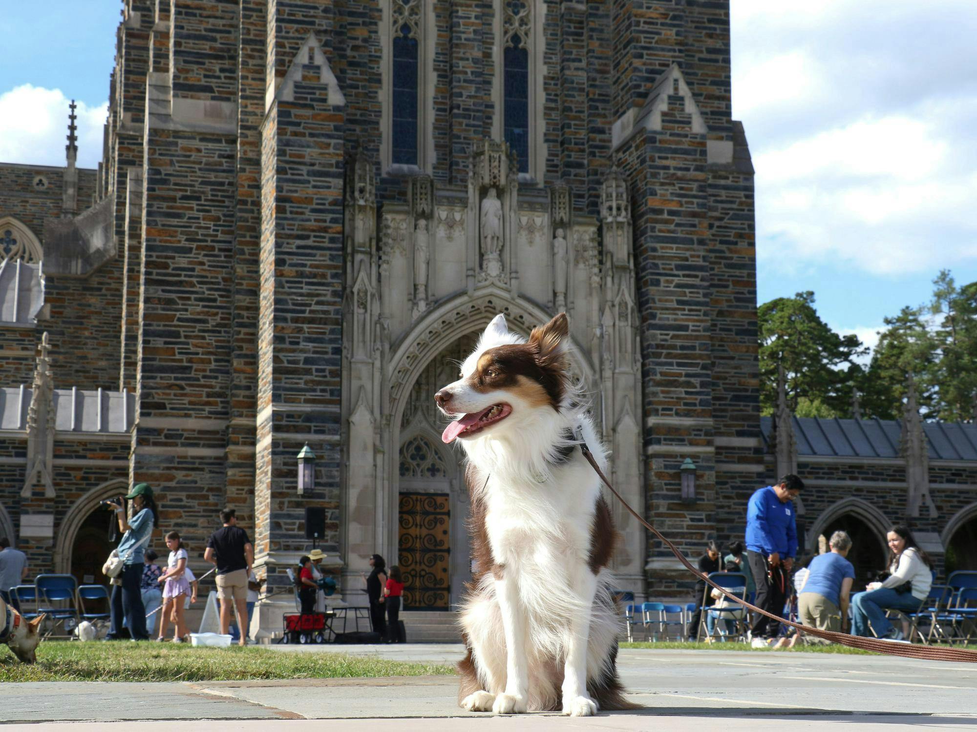 Warmth and whiskers at Duke's Blessing of the Animals - The Duke Chronicle