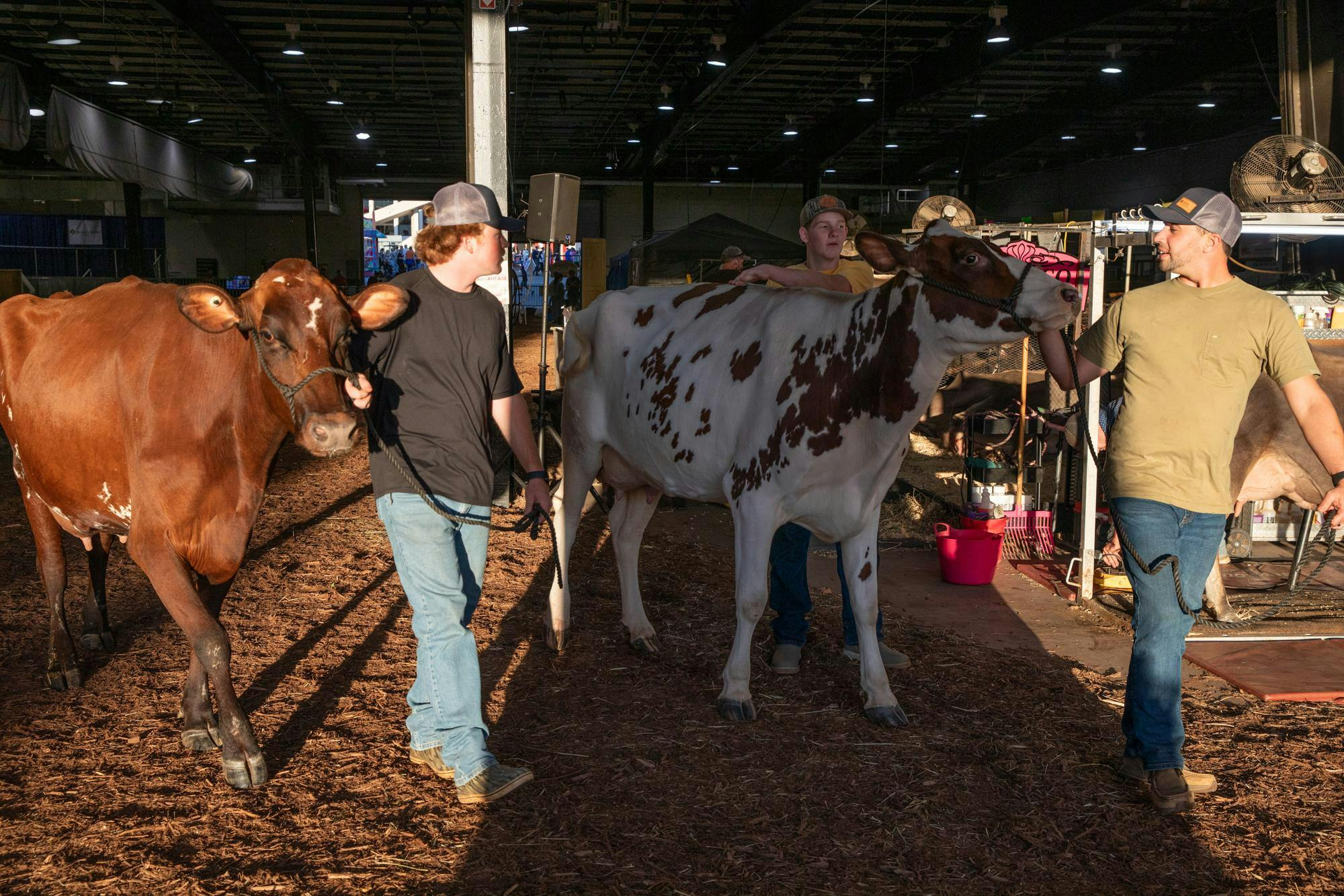 N.C. State Fair livestock show allows visitors to learn about animals ...