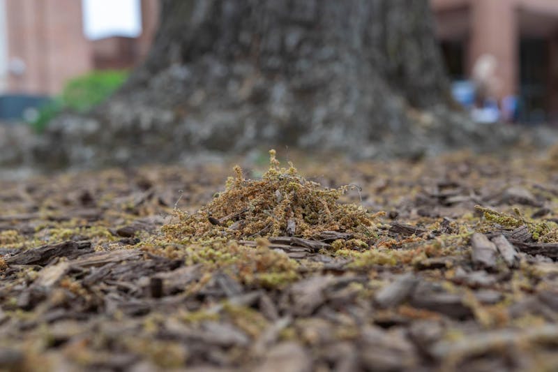 Triangle area sees record-high estimated tree pollen levels