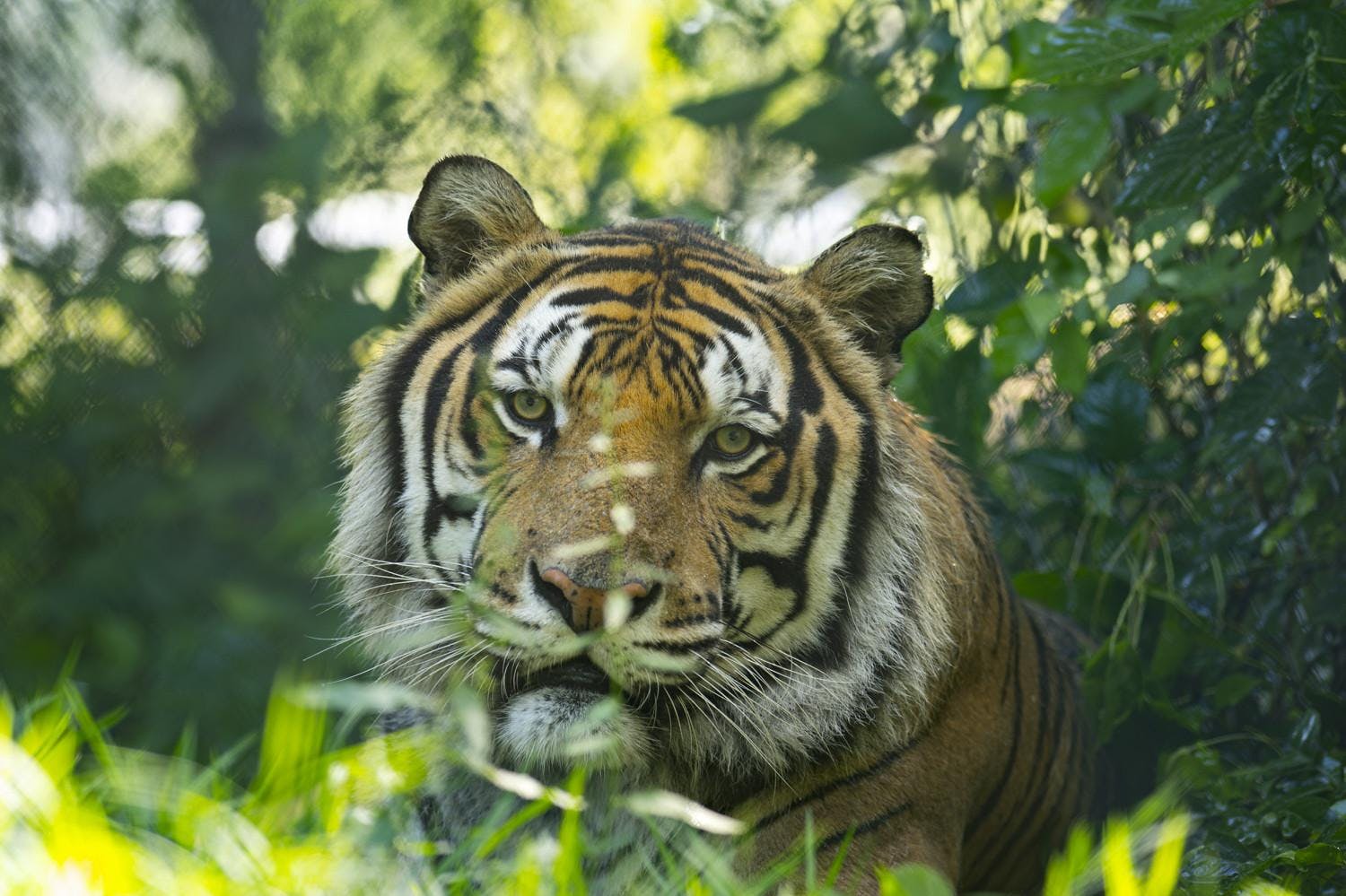Carolina Tiger Rescue: It's not 'Tiger King' — it's better - Daily Tar Heel