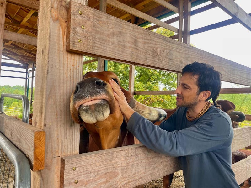 MOOvement: Brajboro Cow Sanctuary promotes healing and connection ...