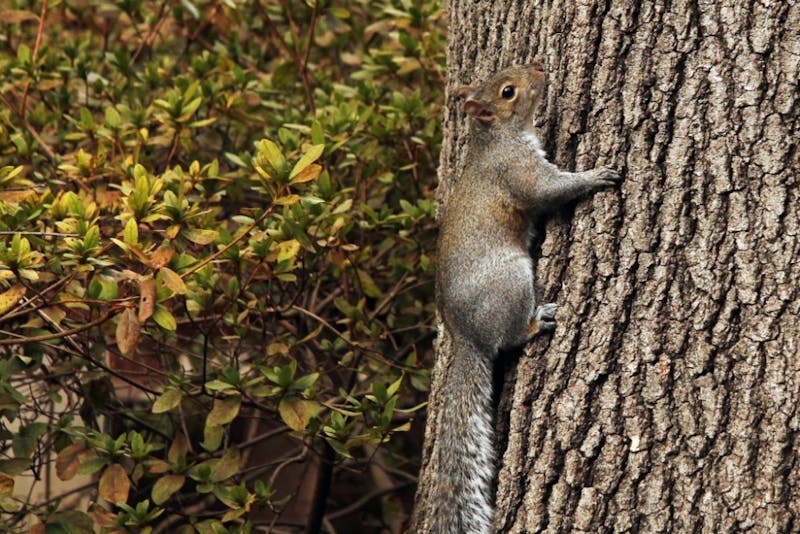 Doctors’ Orders: In memory of squirrels past - Elon News Network