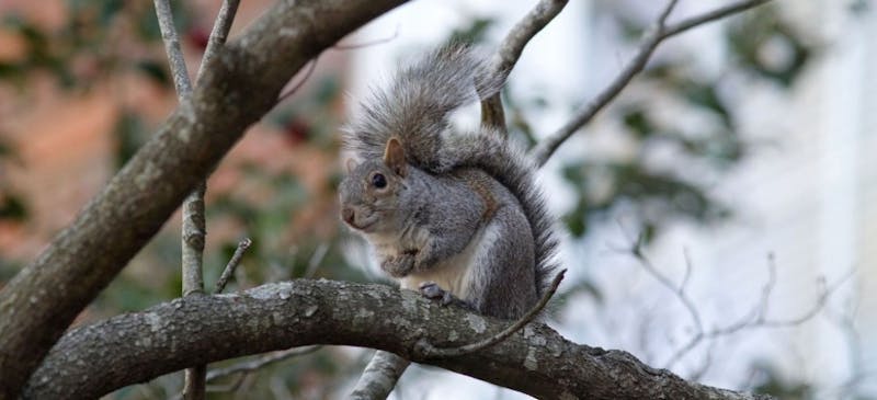 Gone Nuts: Squirrels leave trees for Elon buildings - Elon News Network