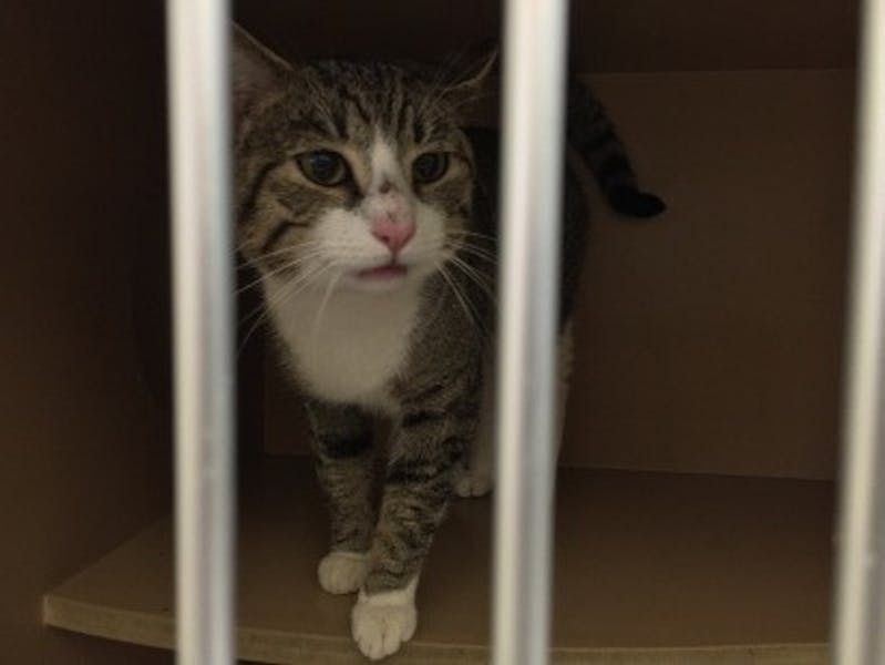 Burlington animal shelter receives much-needed revamp, renovations ...